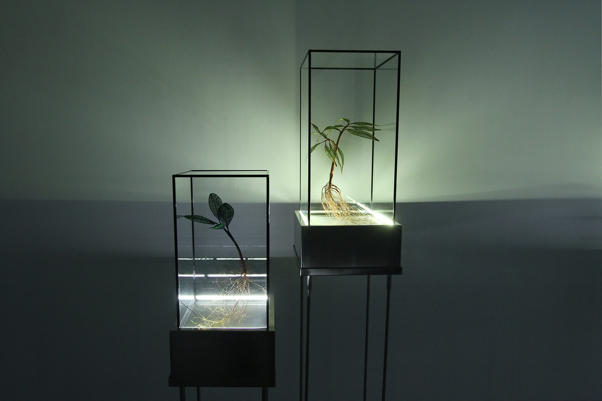 綠體記憶術─田邊與家哉系列 – 科技藝術作品